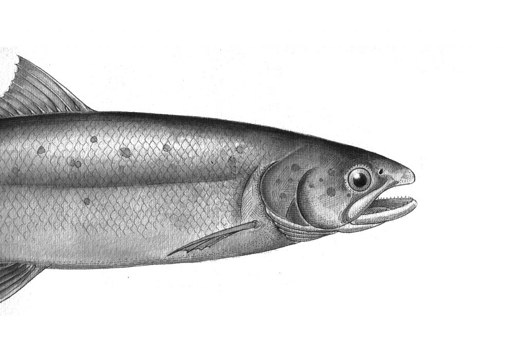 Fish grey – Eric Smith Illustration